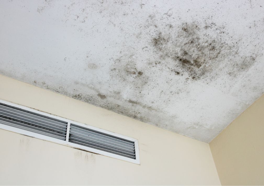 What Is the Average Cost of Mold Removal in Royersford, PA?