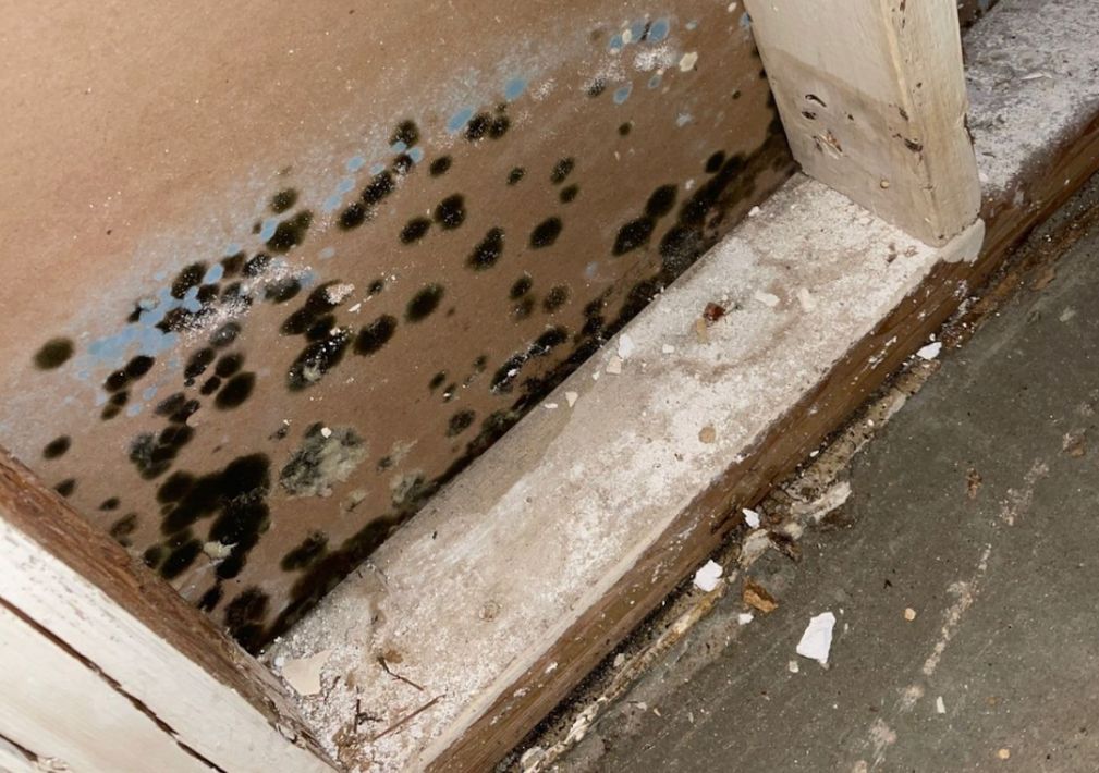 What is Black Mold and What Does It Look Like? | Voda Cleaning ...